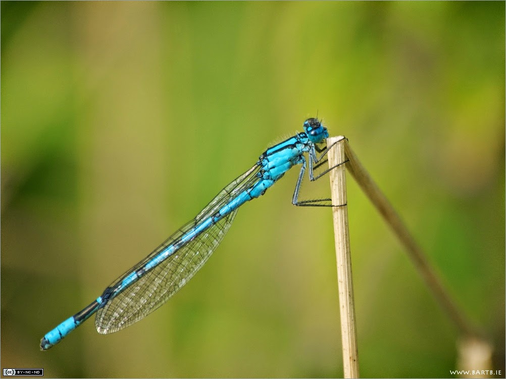 Species of UK: Week 62: Common Blue Damselfly ('Enallagma cyathigerum')