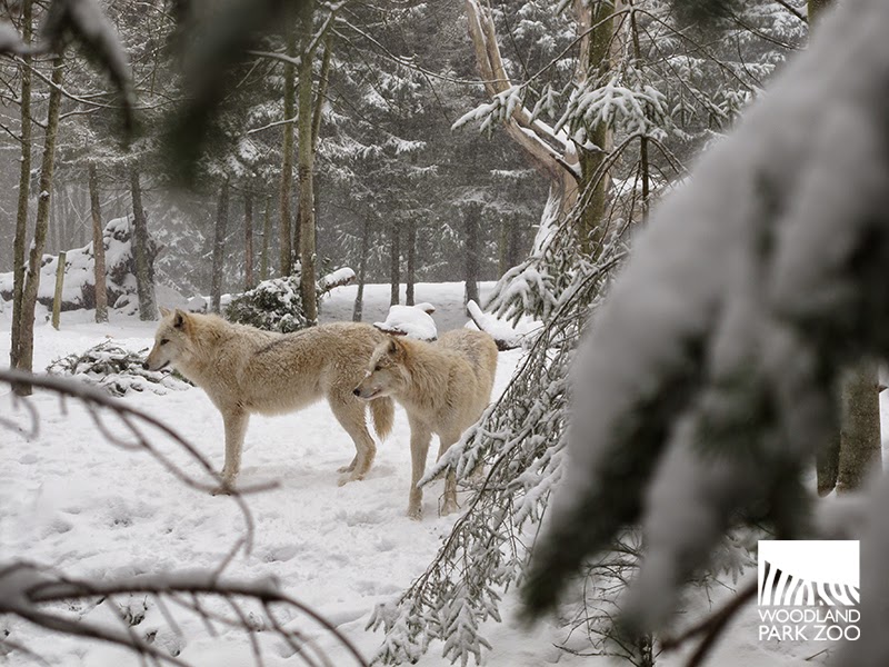 Winter 101, tips from the Northern Trail