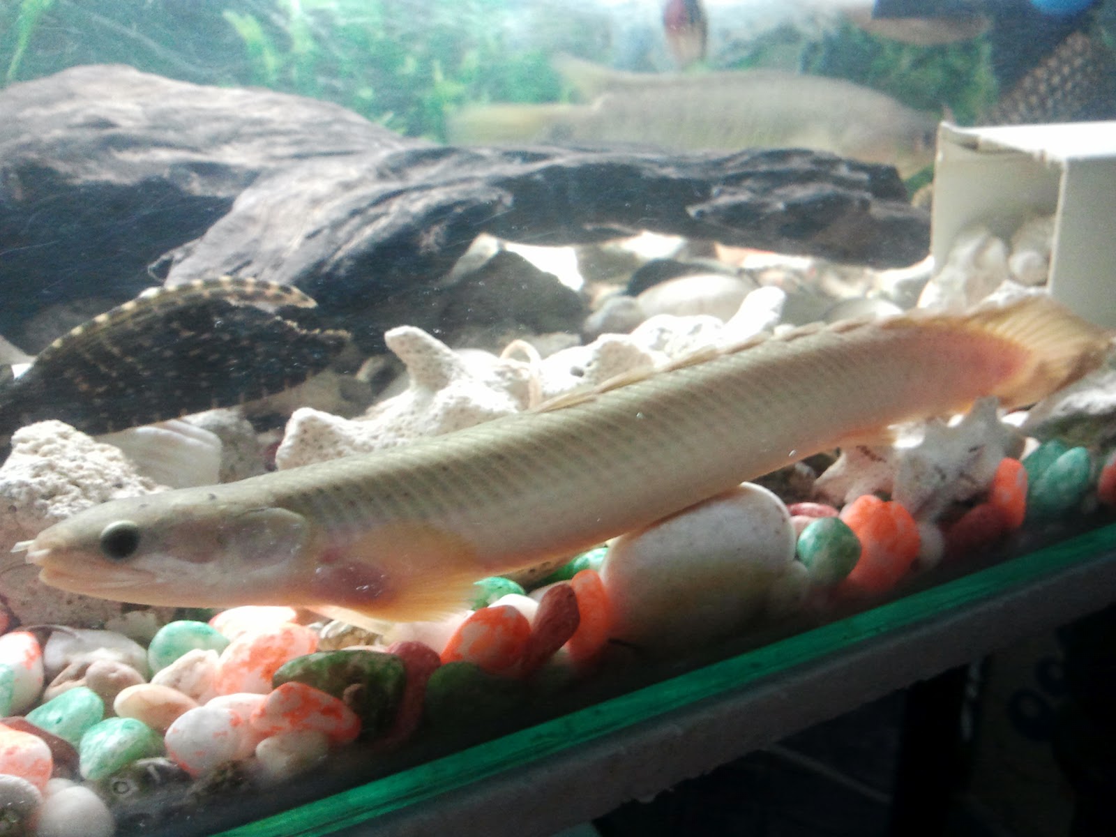 hardy boy: Ikan Pelik - DRAGON FISH