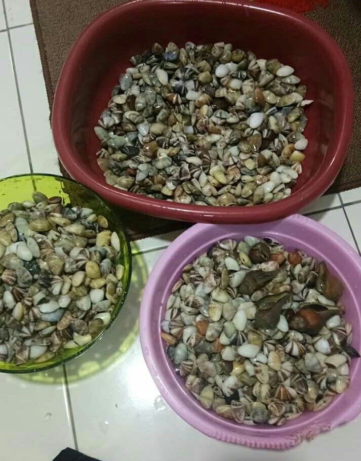 JOM JAHIT JOM MASAK : Siput remis - swiss garden lumut