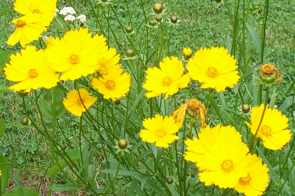 Garden Beauty: Tickseed Coreopsis lanceolata