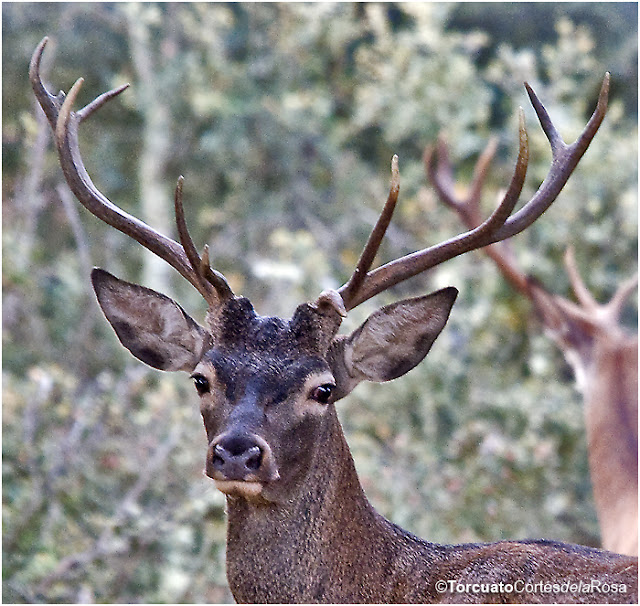 Naturaleza y Etnografía: El ciervo