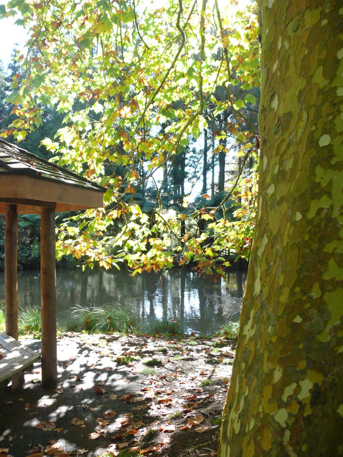 an extension to Grrr's mind...: Taitua Arboretum in Autumn