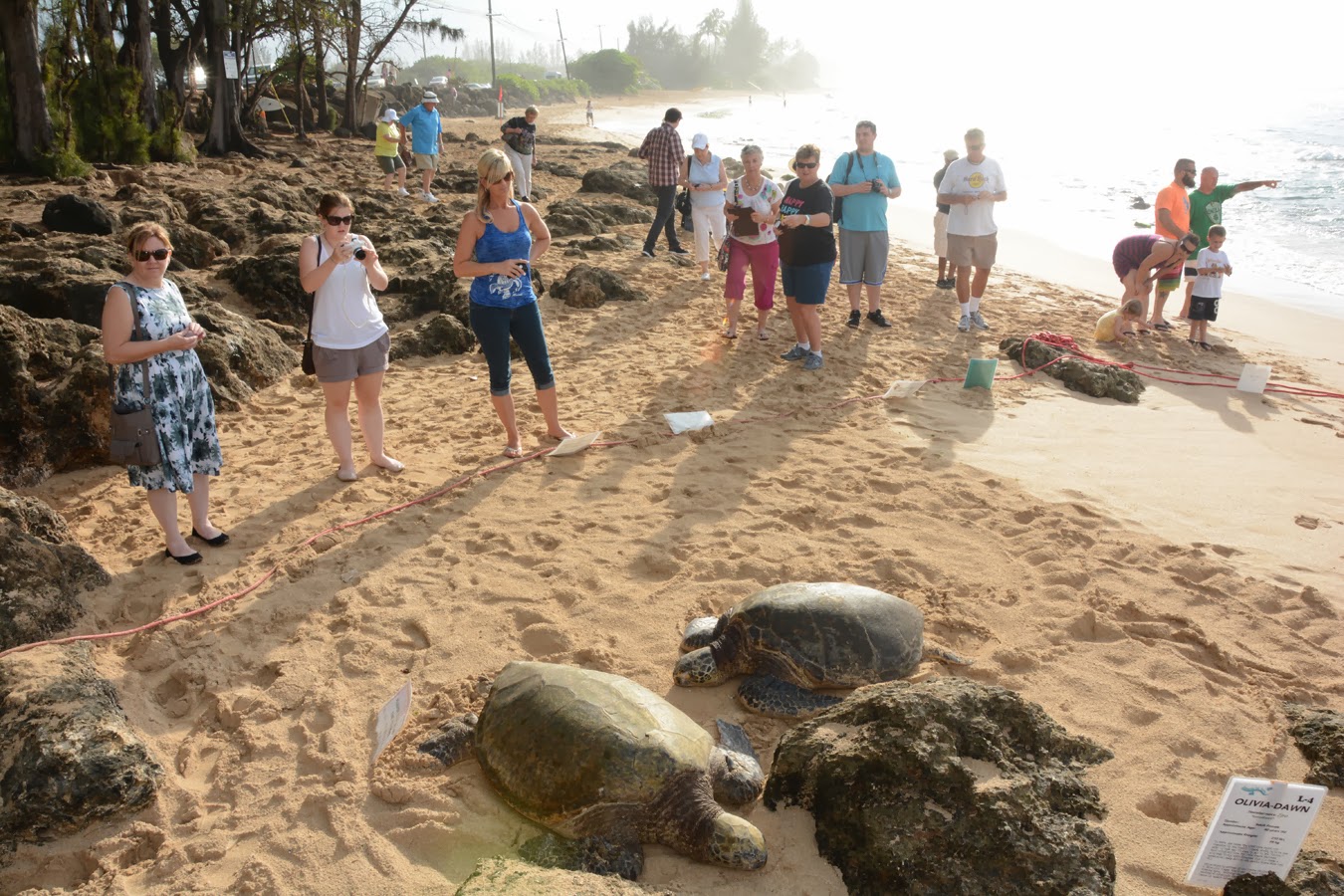 Oahu Photos: Turtle-Watching Eco Tour