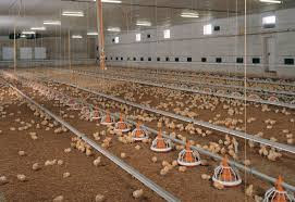 @hernanharteaga: DISEÑO DE GALPONES PARA POLLOS DE ENGORDE