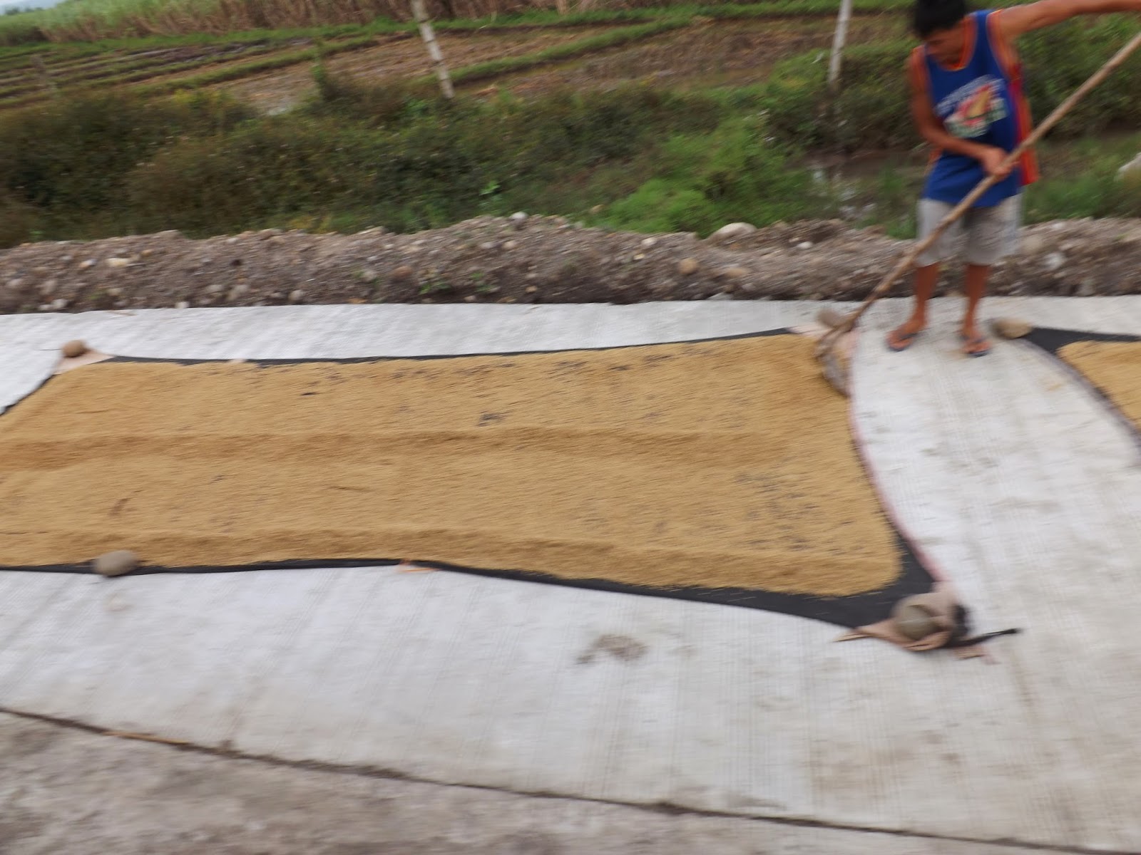 Drying Rice - Touristang Pobre