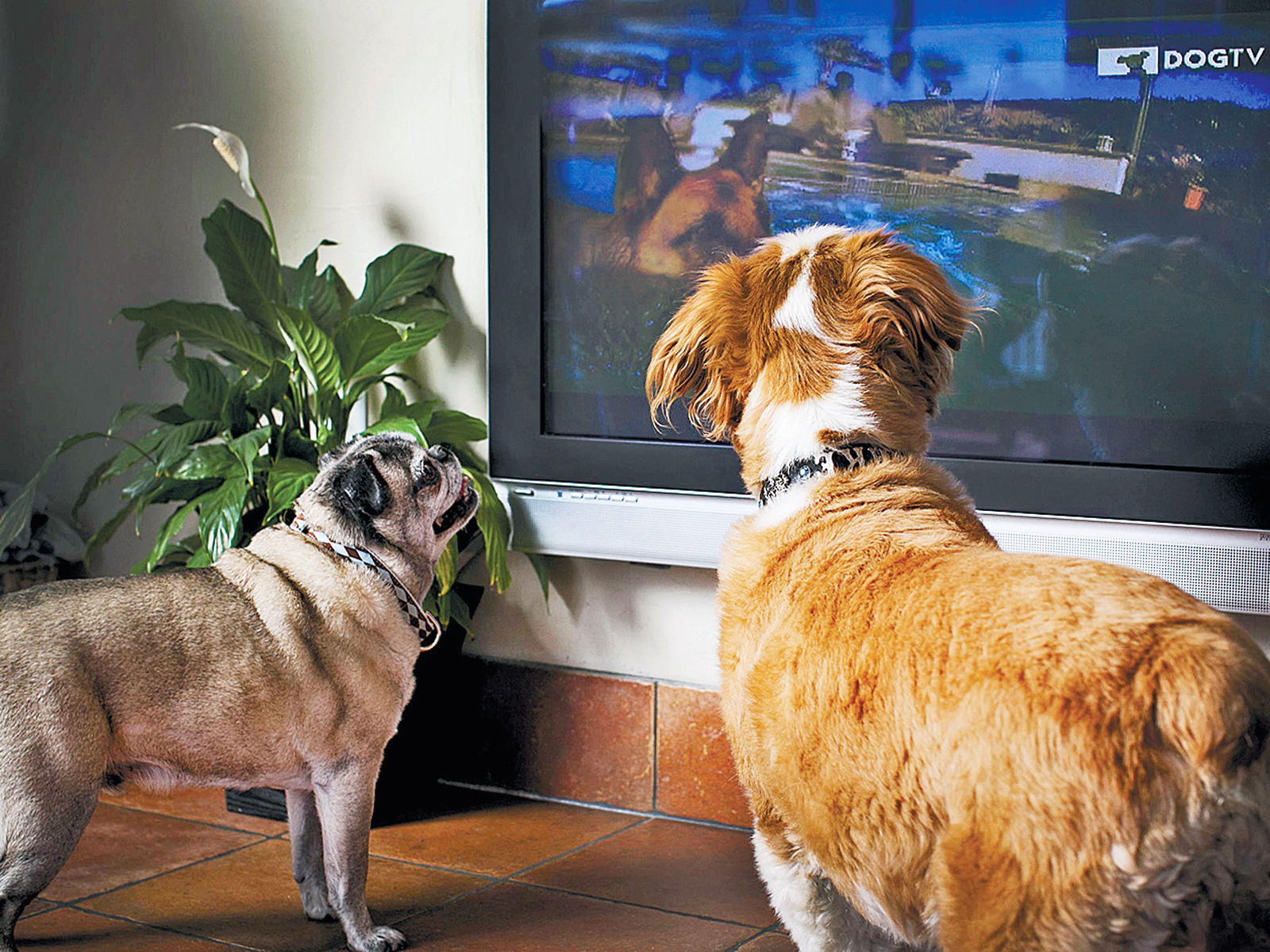 DOGTV launches in Australia exclusive to PETstock | Australian Dog Lover
