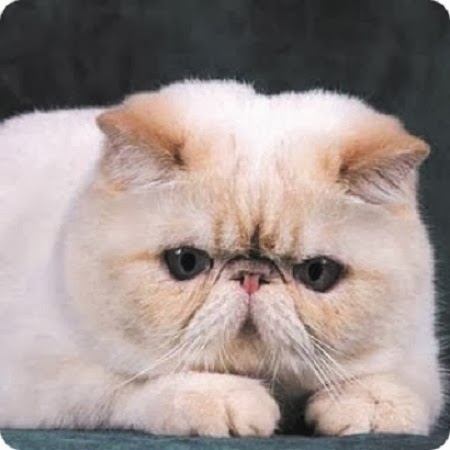 ListasDe10.com: Las Razas mas Feas de Gatos