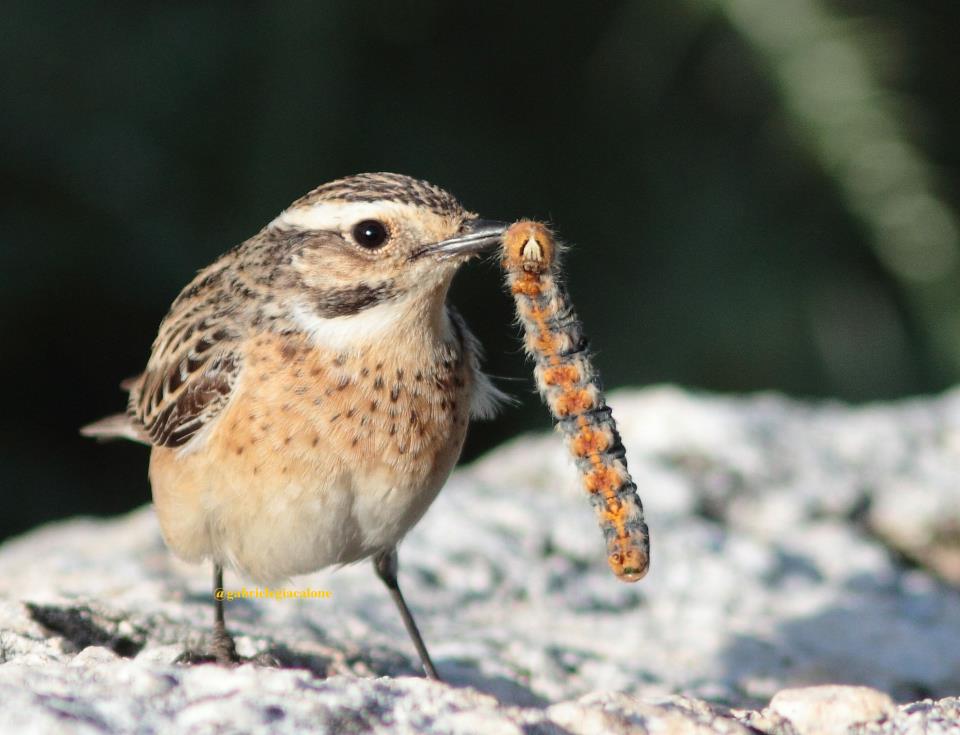 Notas de un fenicio: Hablemos de pajaritos