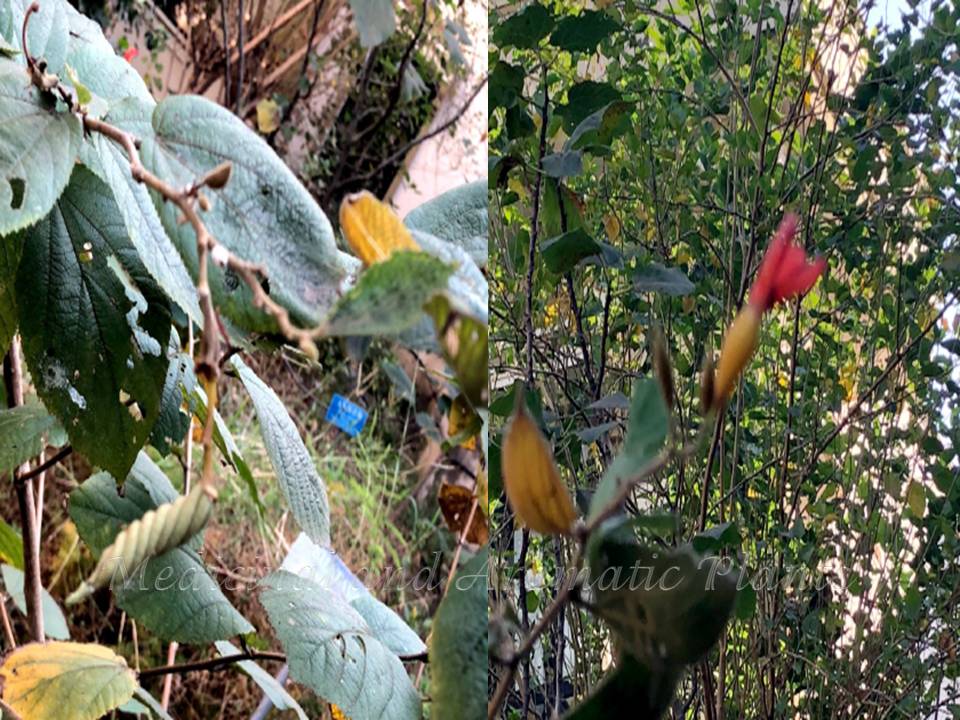 Medicinal and Aromatic Plants: HELICTERES ISORA