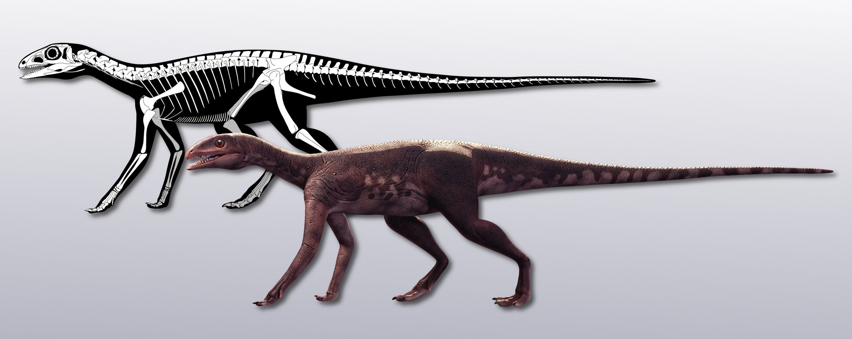 Species New to Science: [Paleontology • 2020] A Paraphyletic ...