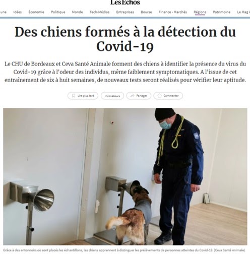 DOGS WOULD BE ABLE TO DETECT COVID-19 CASES WITH THE SAME EFFICIENCY AS ...