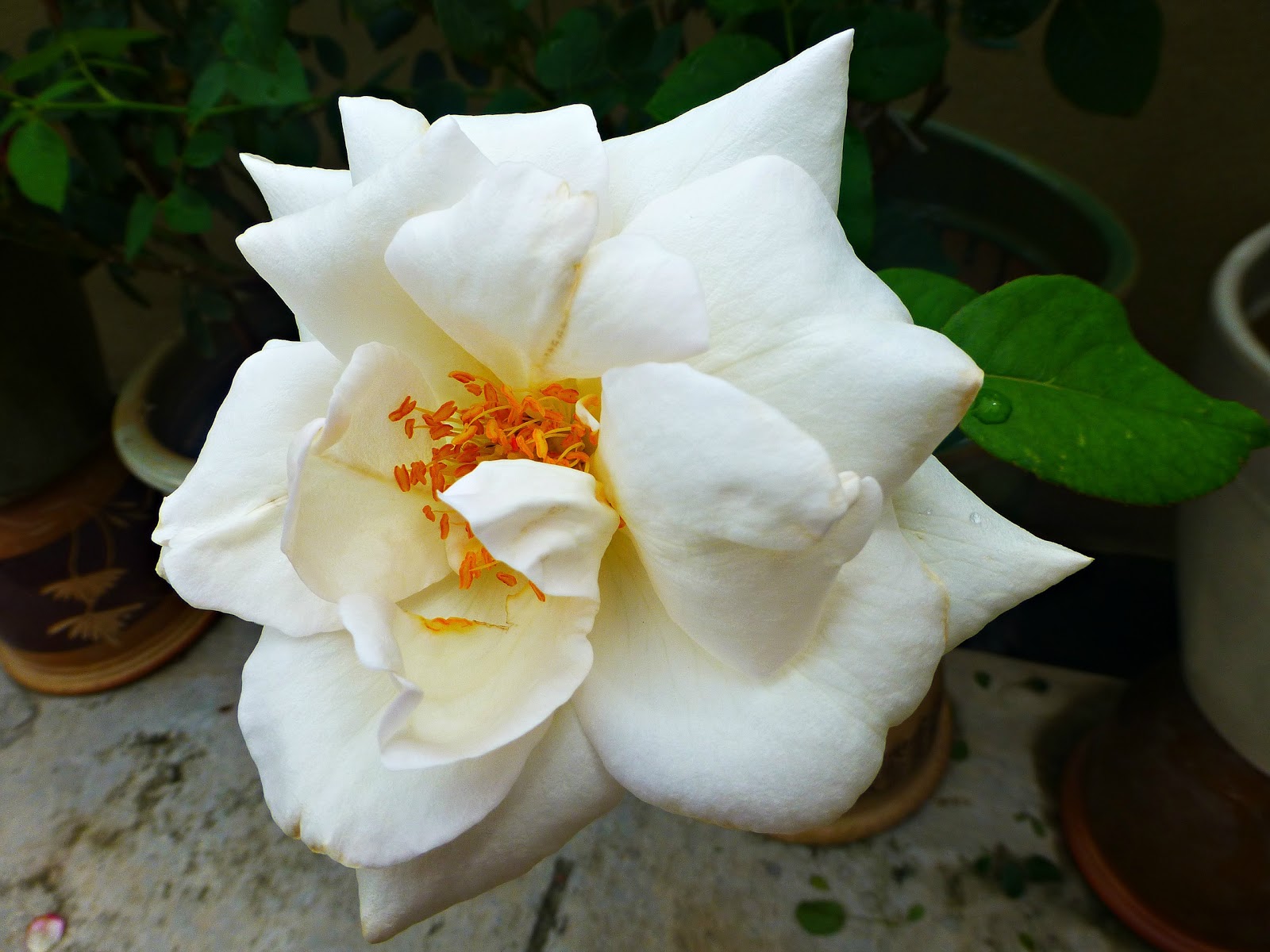 RESEPI NENNIE KHUZAIFAH: WANGI ROS PUTIH