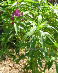 Anim Agro Technology: BUNGA KEEMBONG DAN KHASIATNYA