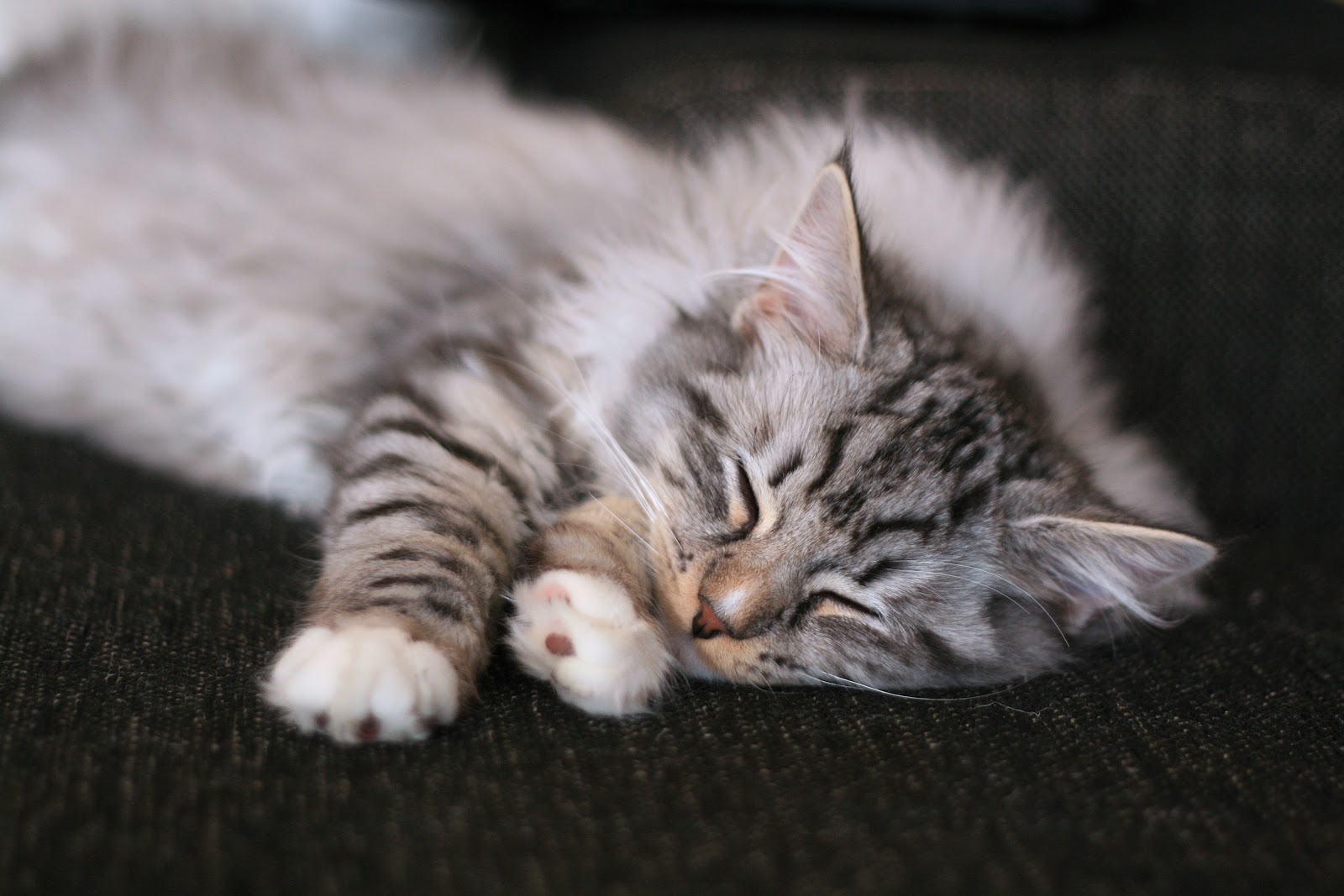 My little place: Lite mer kattbilder...