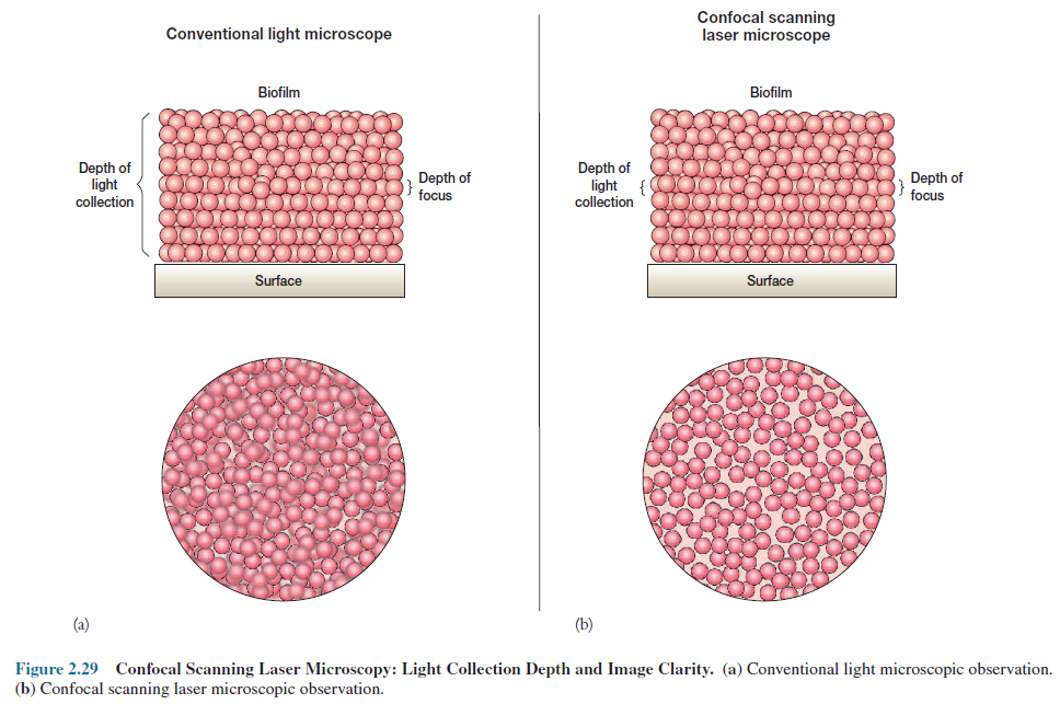 Microbiology Notes: The Study of Microbial Structure : Microscopy and ...
