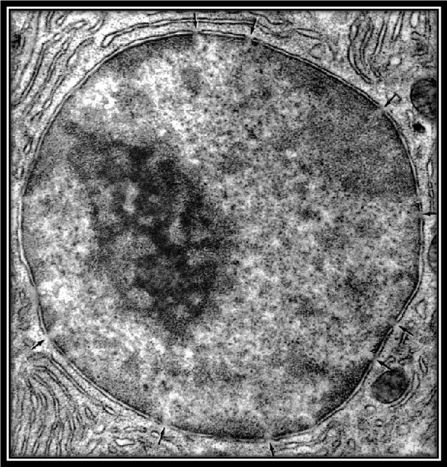 Biologia celular: construindo conhecimentos: NÚCLEO