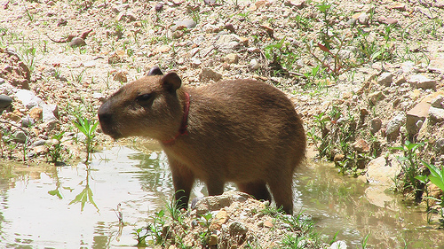 Asociación Movimiento de Unidad Sucrense - "MUS": Ecología: LA ...