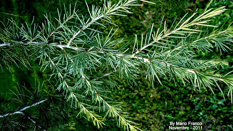 Meu Cantinho Verde: CEDRO-DO-HIMALÁIA - ( Cedrus deodara )