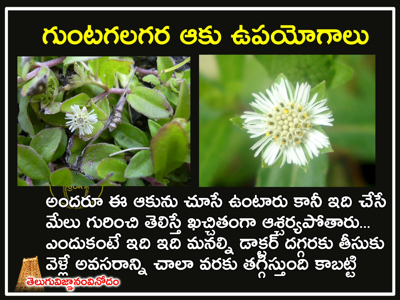 Gunta kalagara - Gunta Galijeru - గుంటగలగర ఆకు ఉపయోగాలు | Telugu ...