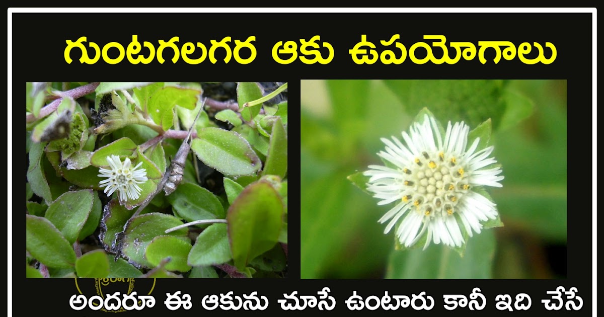 Gunta kalagara - Gunta Galijeru - గుంటగలగర ఆకు ఉపయోగాలు | Telugu ...