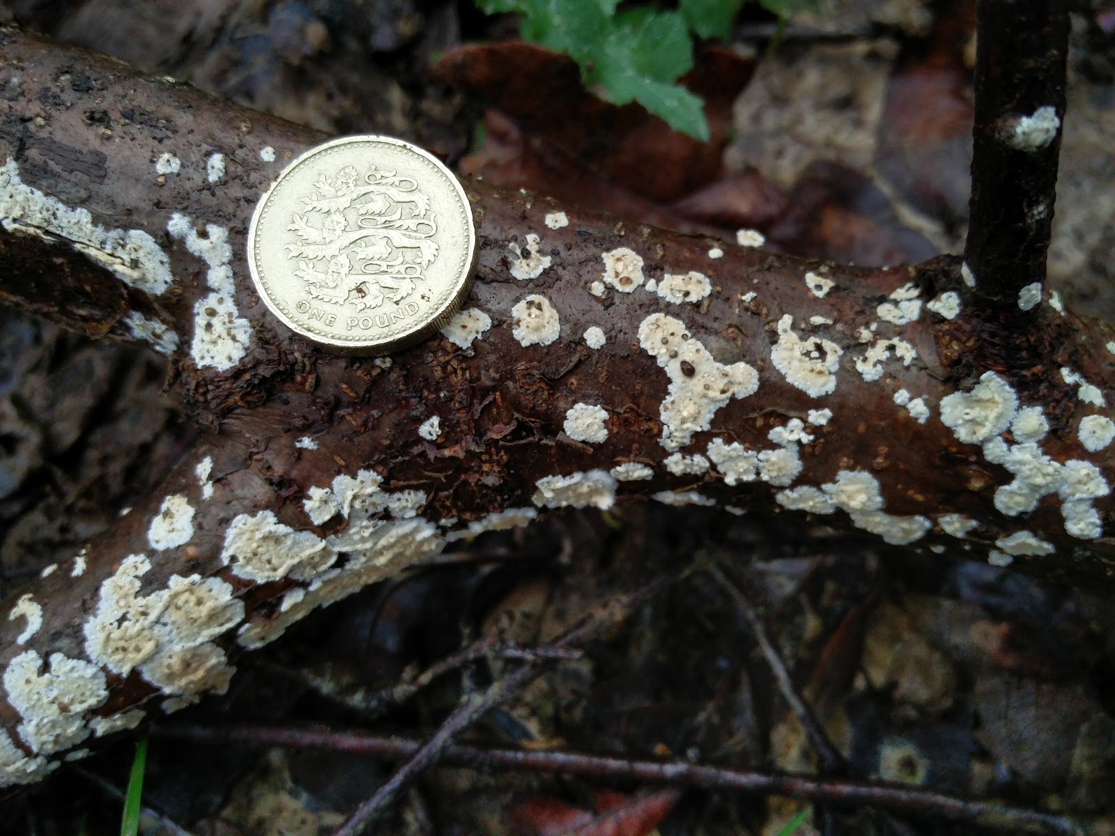 Misidentifying Fungi: Blobs, crusts, balls and brackets