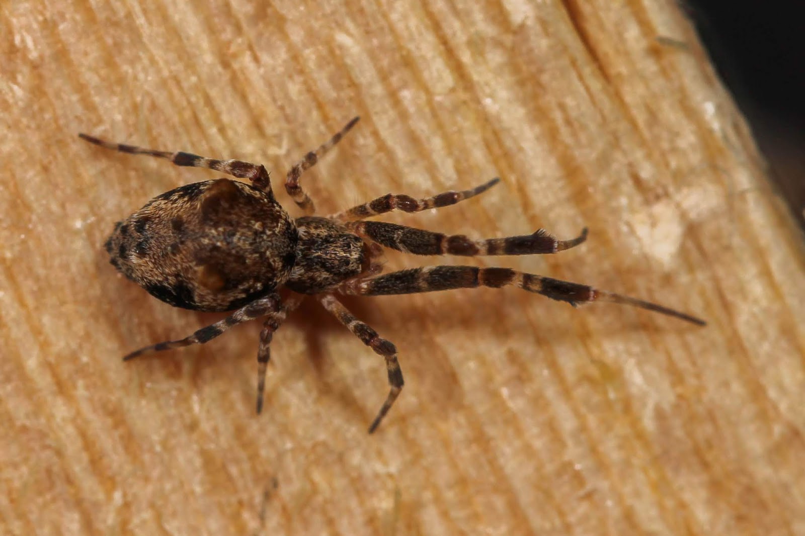 Biodiversity of Cyprus by NGO Protection of the Natural Heritage and ...