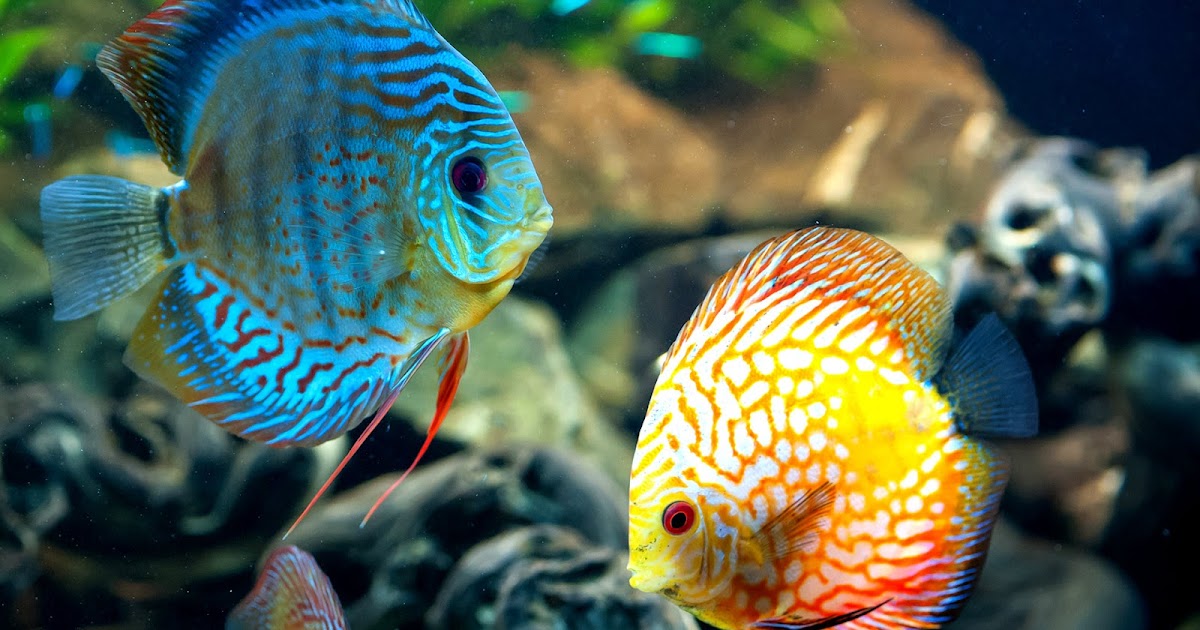 Beautiful Fish Photos Images And HD Wallpapers