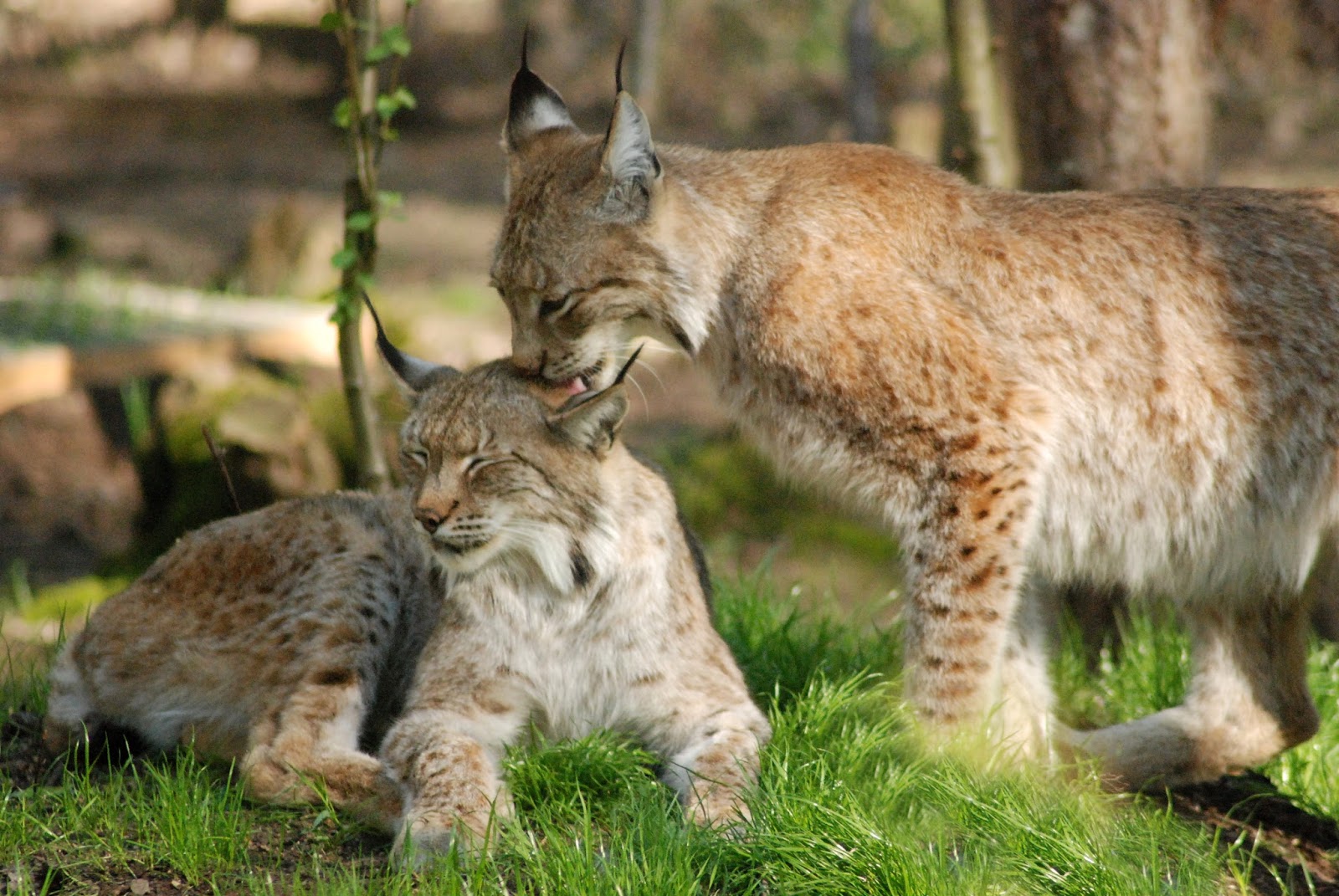 Wildwood Trust: Lynx Set to Rewild Devon