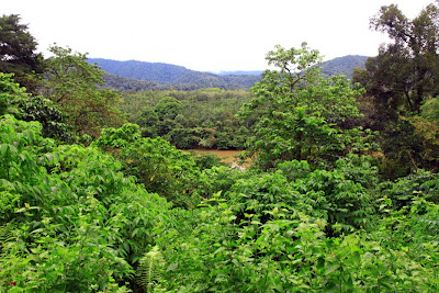 Hutan Suaka Margasatwa Kerumutan | RIAU DAILY PHOTO