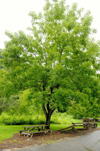 Shade Trees for Small Spaces