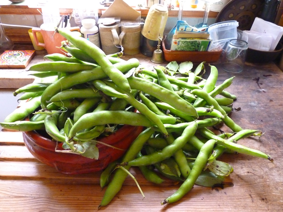 Middle of Nowhere: Tall beans and broad beans