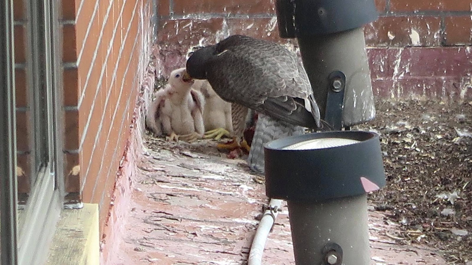 Columbus Peregrine Falcon Update