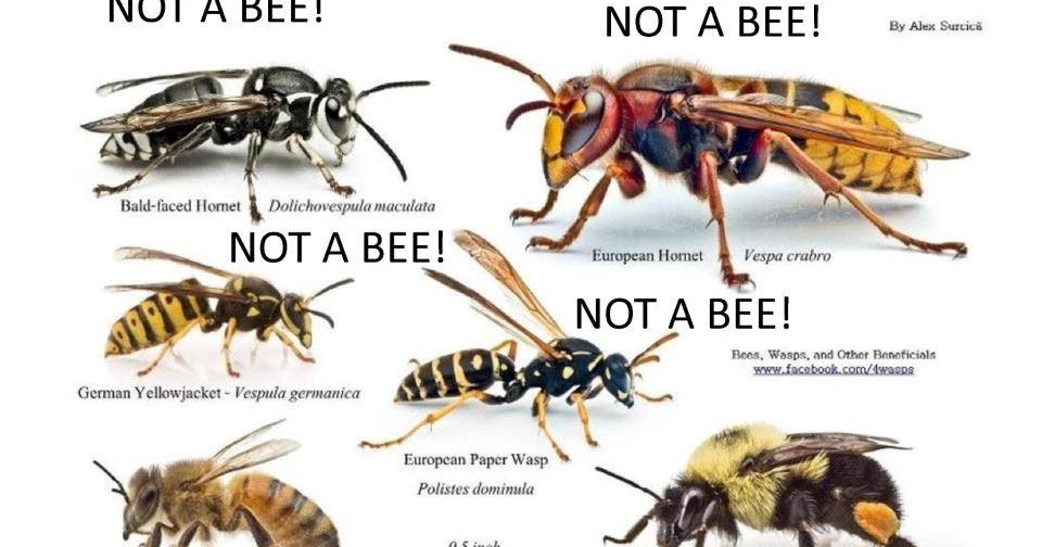 Tales from the Breeze Hill Bees: The story of my Bees in 2017