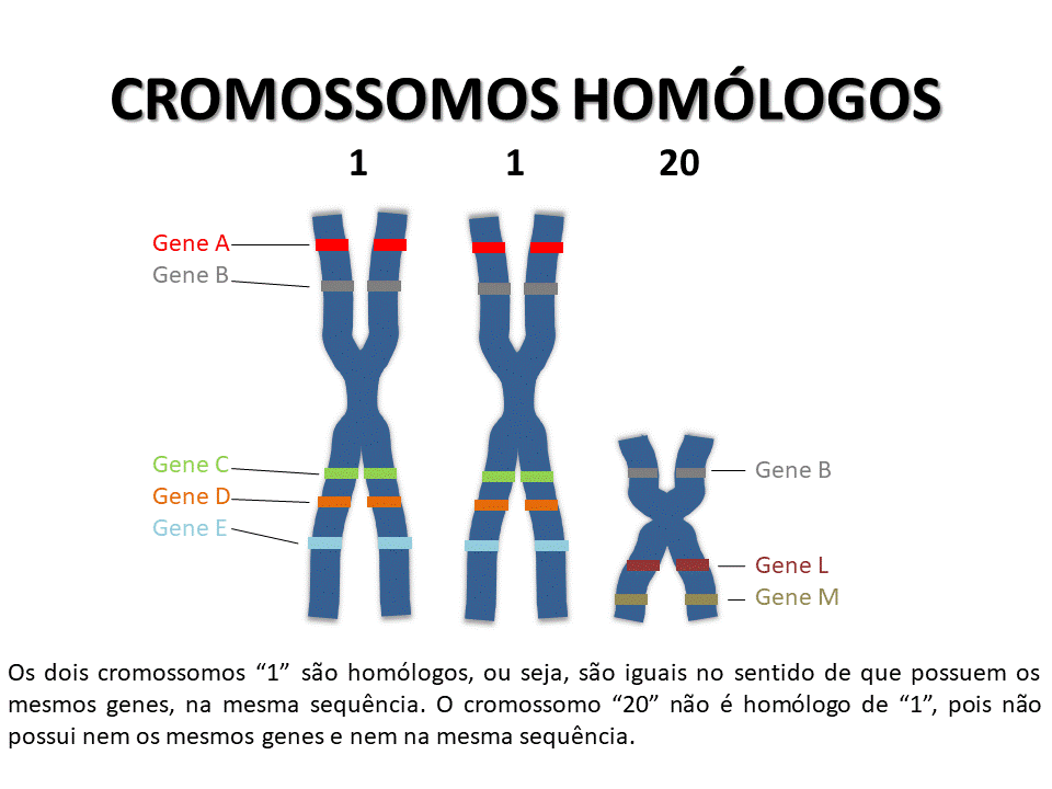 Resumos de Biologia: O Núcleo e os cromossomos