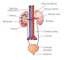 Excretory System: Functions, Organs, Structure and Facts - Sciencemojo