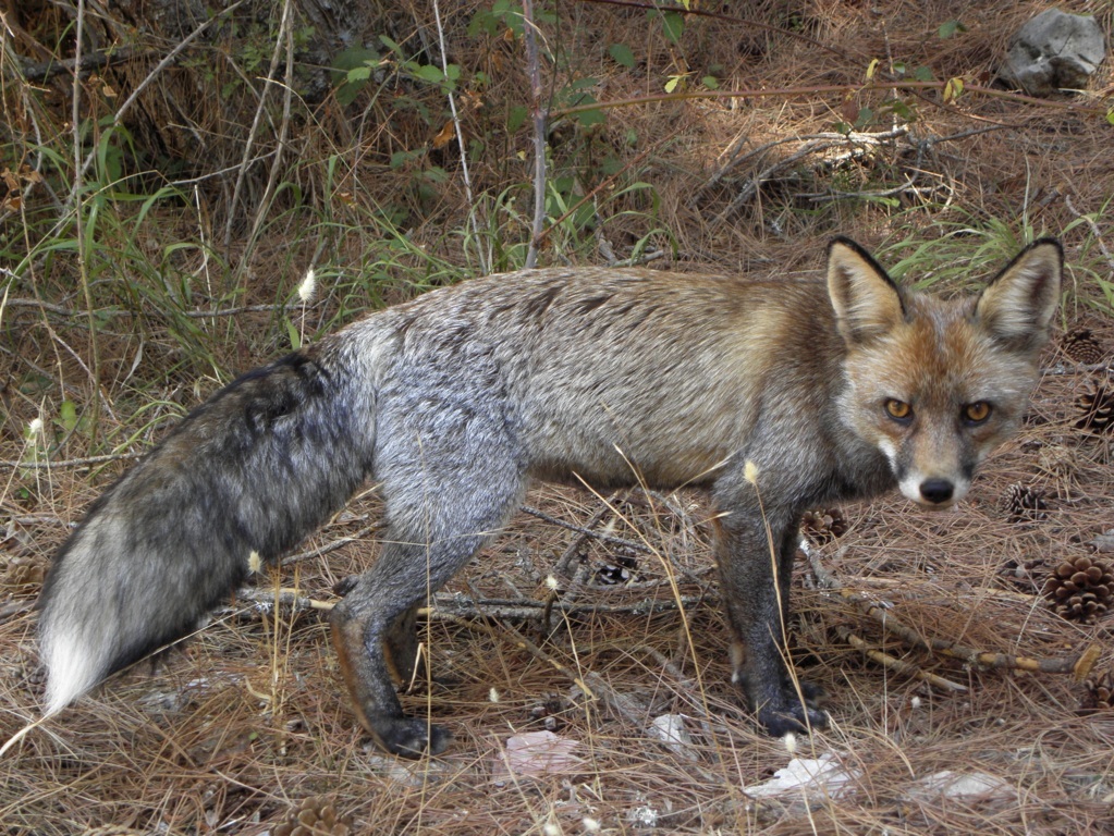 MINI NATURALEZA: ZORRO COMUN o ZORRO ROJO
