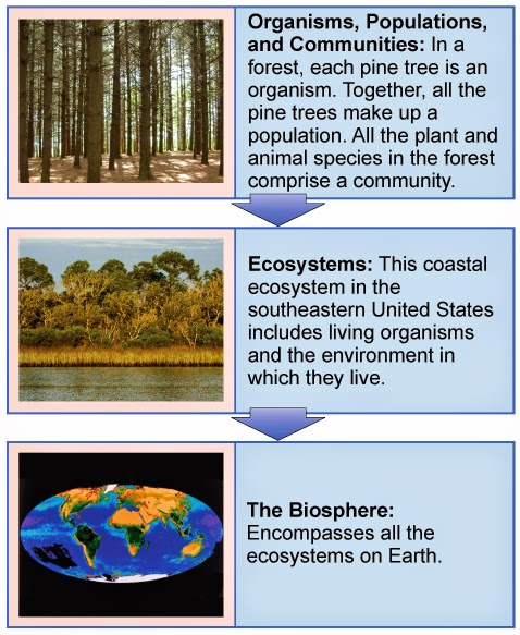 6th Grade Science: 6th Six Weeks (WK. 1) Introduction to Ecology