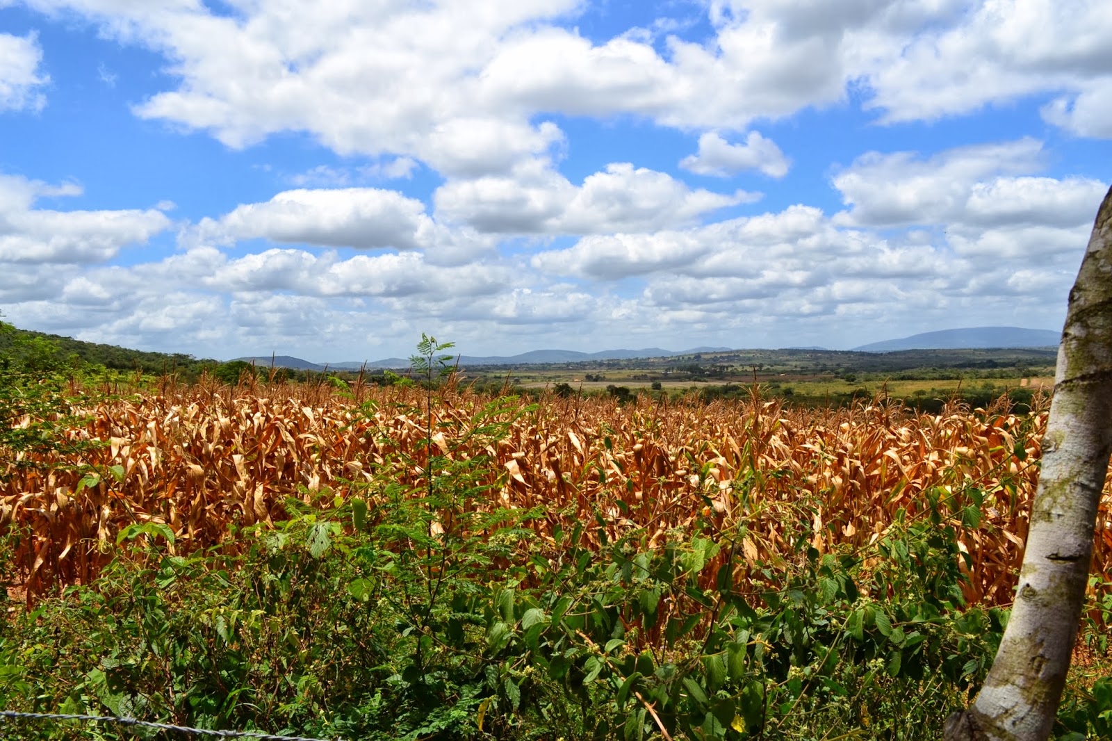 Sergipe - Natureza e Cultura: Natureza - Agreste - Ribeirópolis