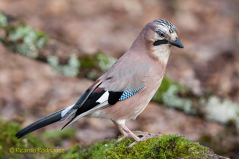 Birding Catalunya: Gaig (Garrulus glandarius)