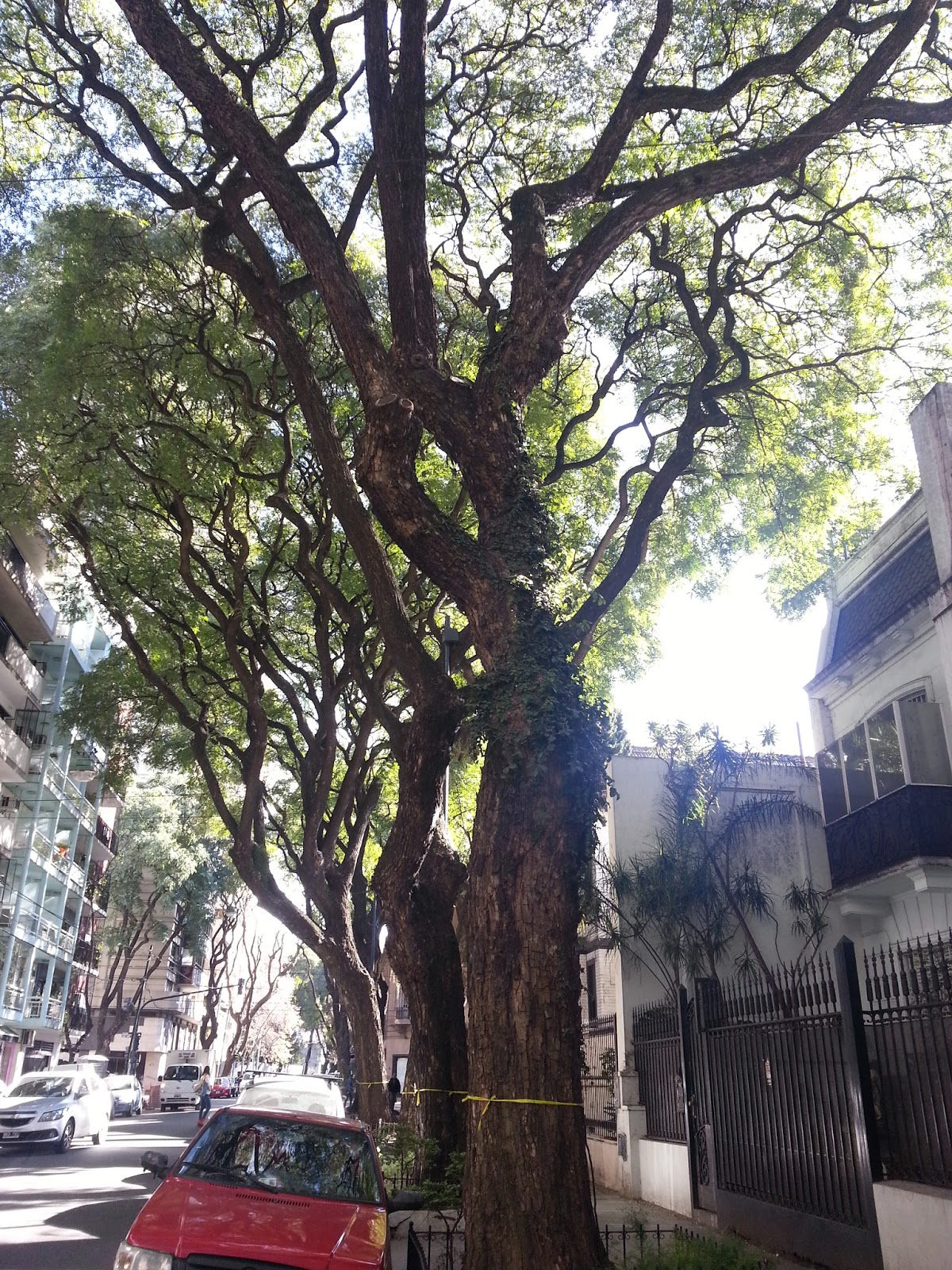 Arboles: Arboles marcados para futura poda