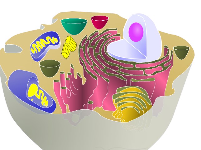 Tabel Perbandingan Sel Hewan dan Sel Tumbuhan | Materi Biologi Bab 1 ...