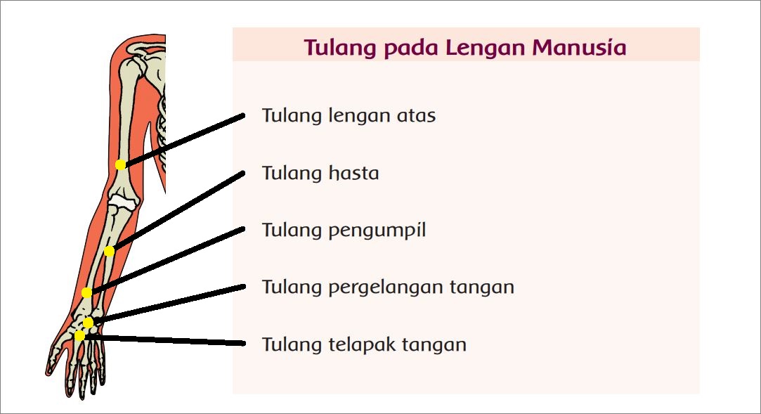 Susunan dan Fungsi Sistem Gerak Manusia | nurainins blog