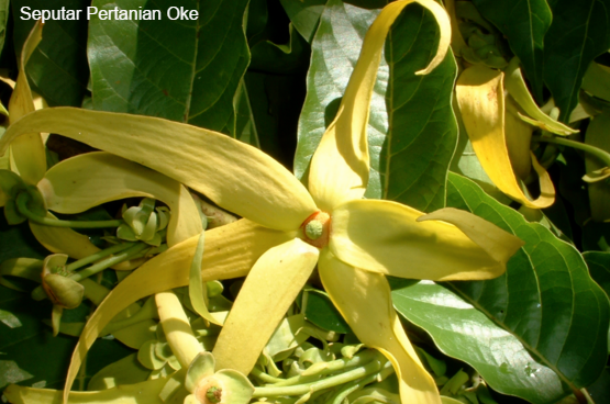 Mengenal Bunga Kenanga dan Manfaatnya untuk Kesehatan ala My-Budidaya ...
