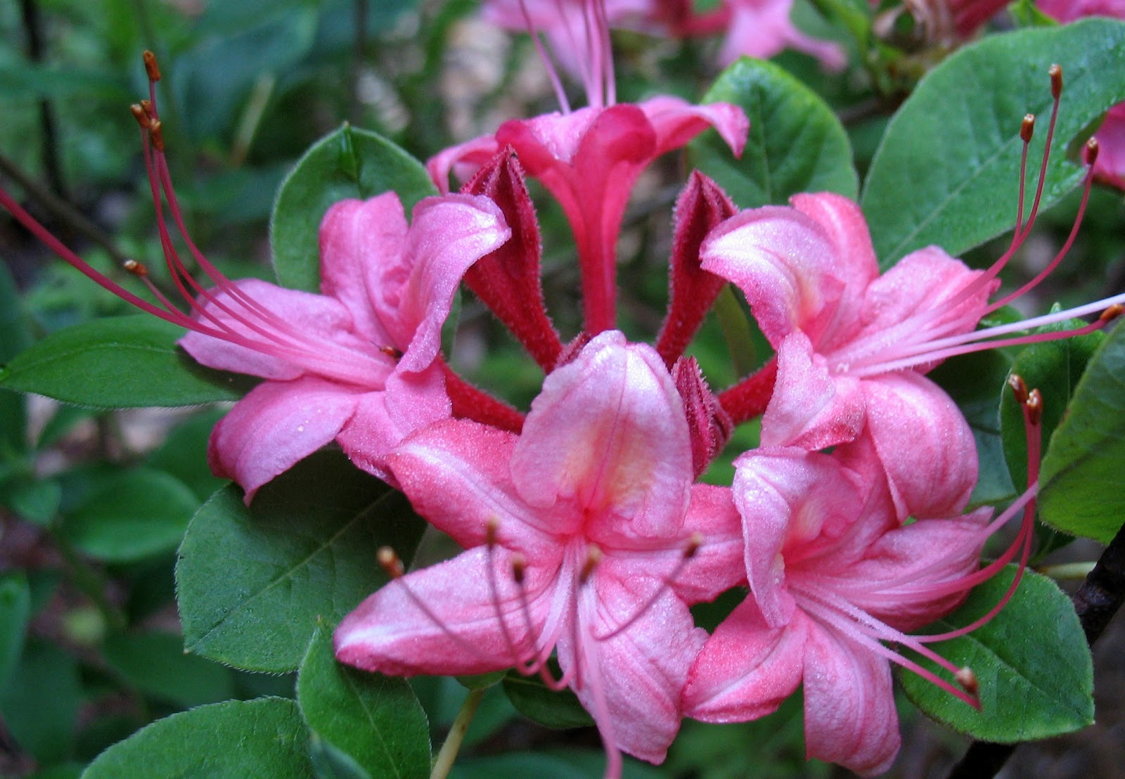 Using Georgia Native Plants: A Parade of Native Azaleas