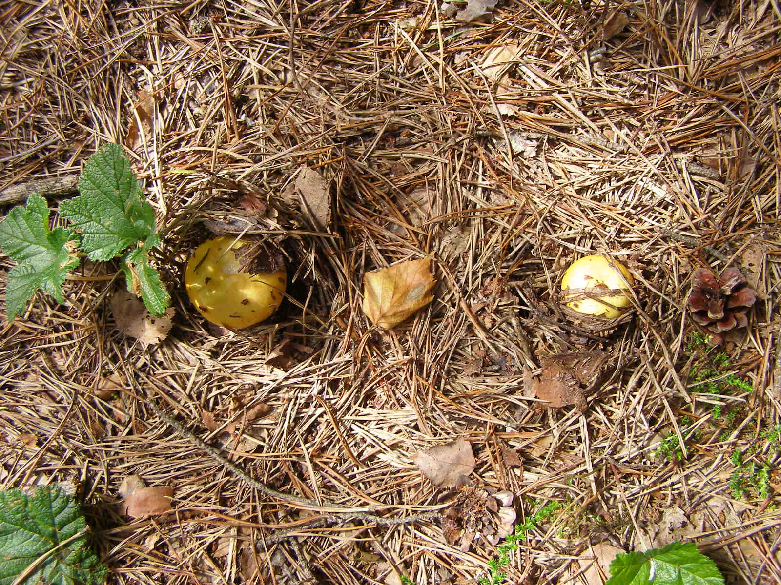 Uz Cenas tīreļa purva takas