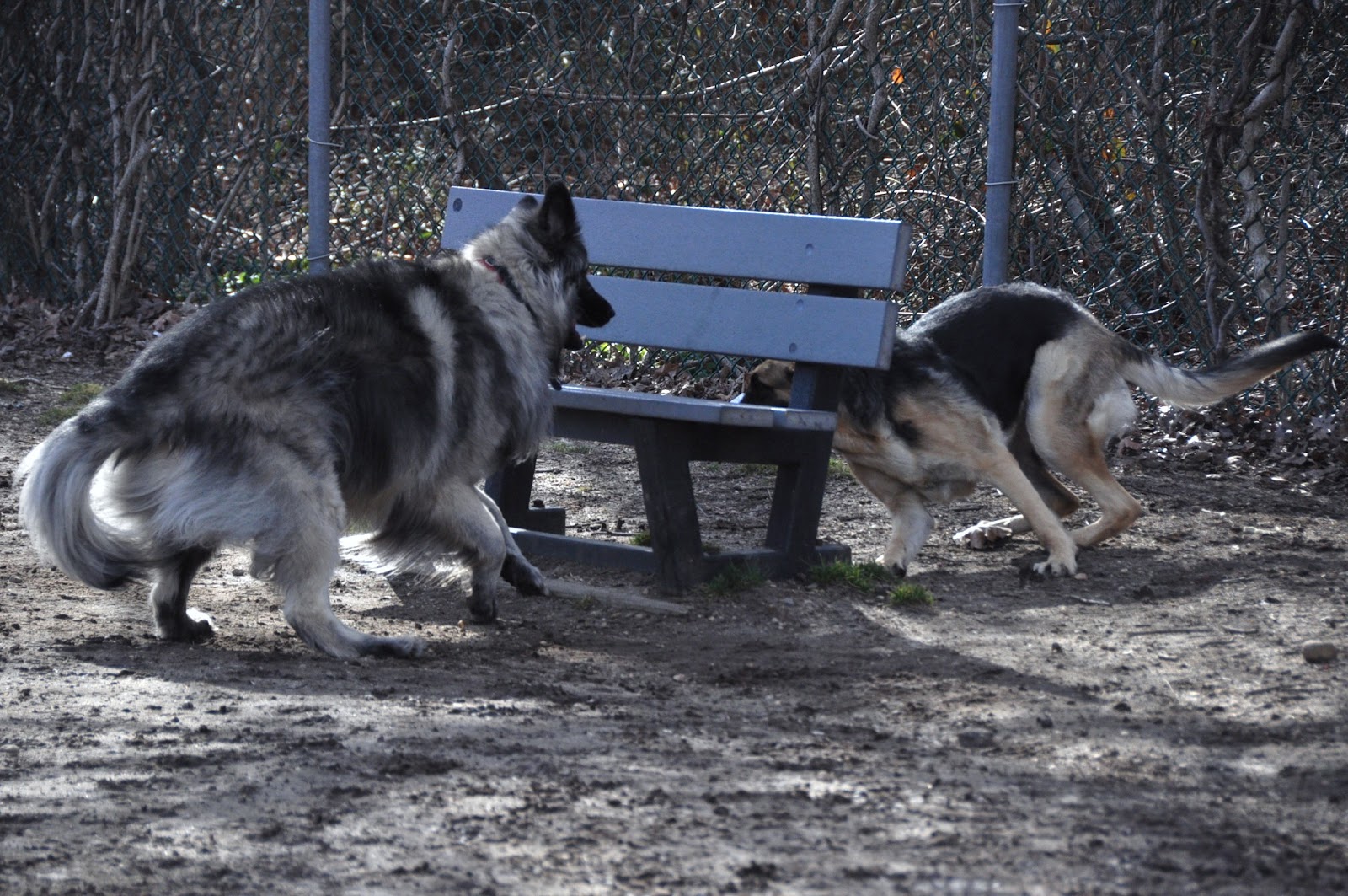 Cooper's Shiloh Shepherd Blog