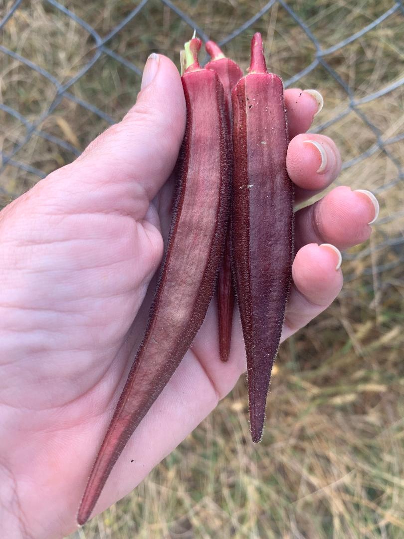 WashingtonGardener: Fenton Friday: Last of the Okra