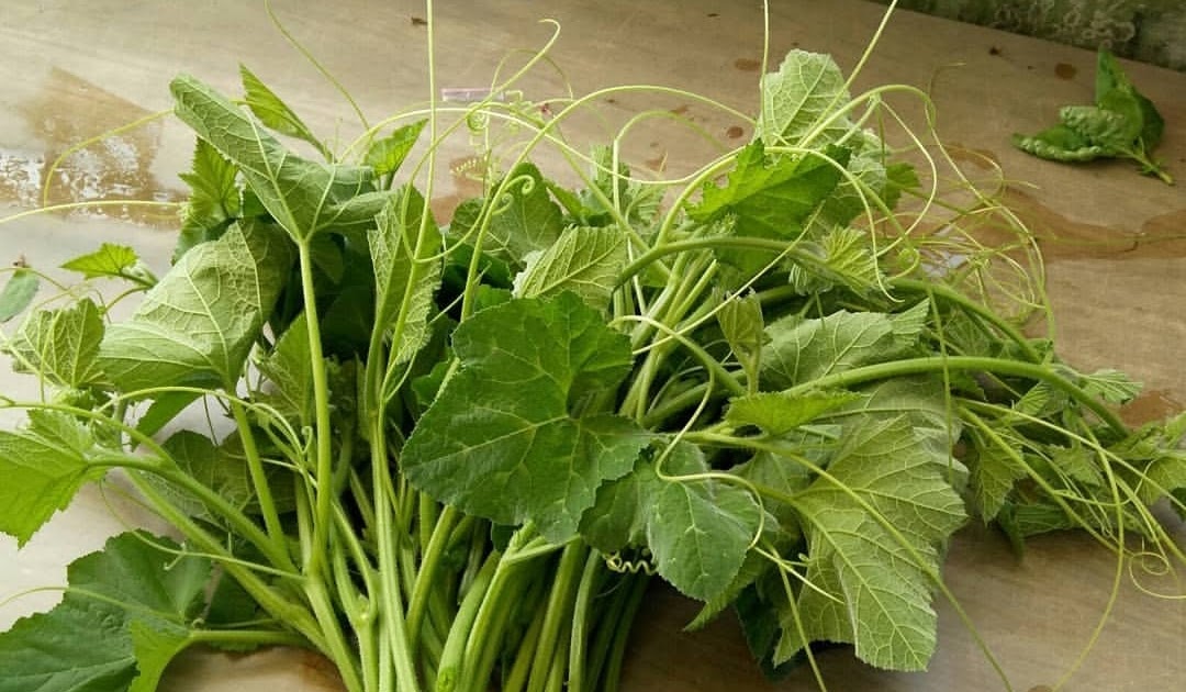 SUMBER ILHAM: KHASIAT PUCUK LABU KUNING