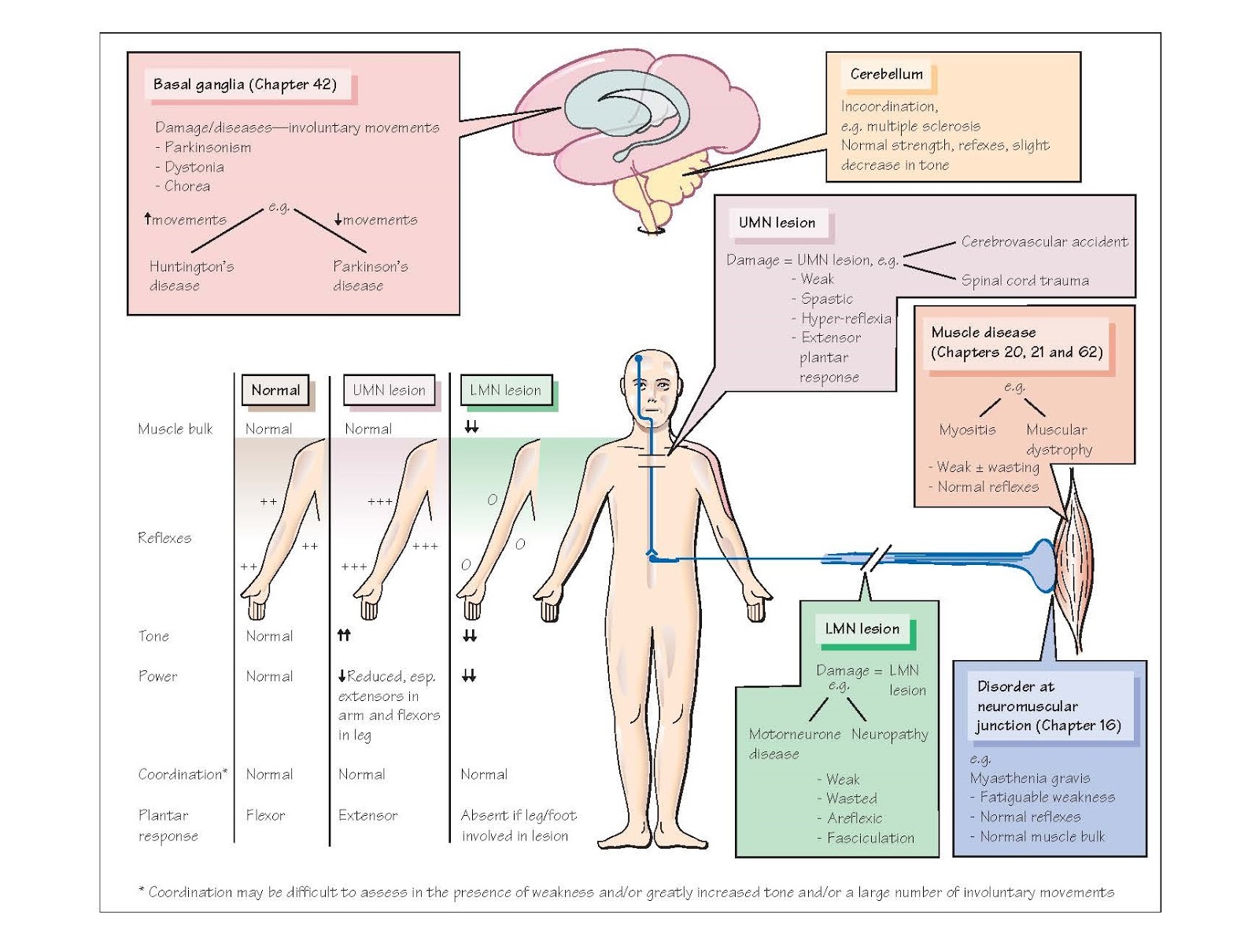 Clinical Disorders Of The Motor System - pediagenosis